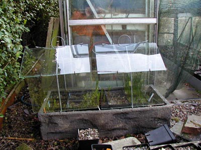 Scottish Rock Garden Club - >Bulb Log