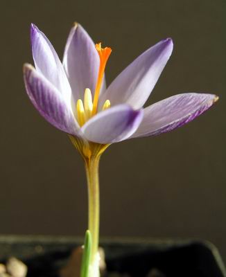 Scottish Rock Garden Club - >Bulb Log