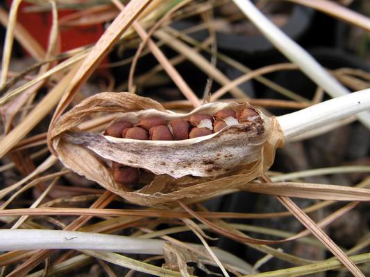 Scottish Rock Garden Club - >Bulb Log