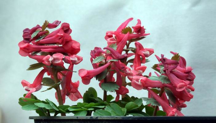 Scottish Rock Garden Club - >Bulb Log