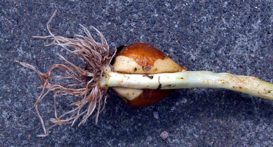 Scottish Rock Garden Club - >Bulb Log