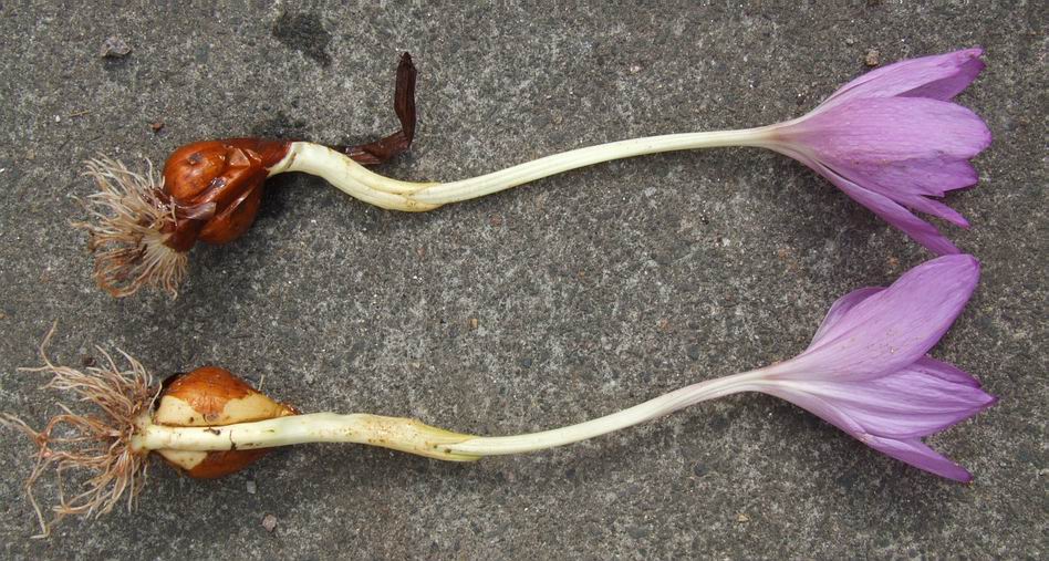 Scottish Rock Garden Club - >Bulb Log