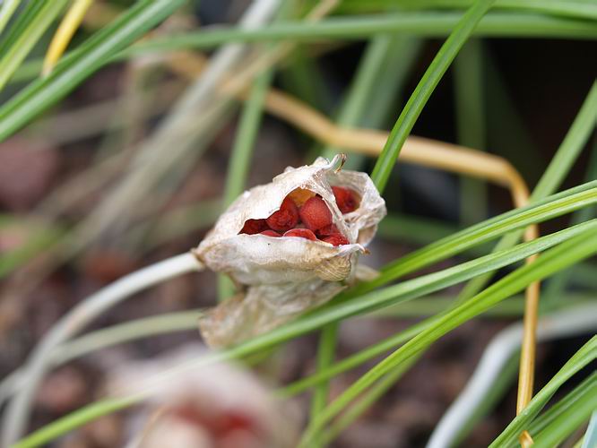 Scottish Rock Garden Club - >Bulb Log