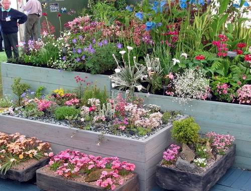 Scottish Rock Garden Club - Another Gold