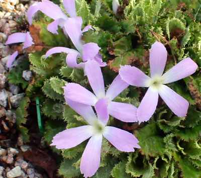 Scottish Rock Garden Club - Primula deuteronana