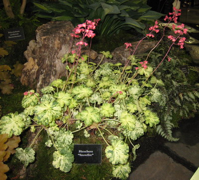 Scottish Rock Garden Club - >Feature Article