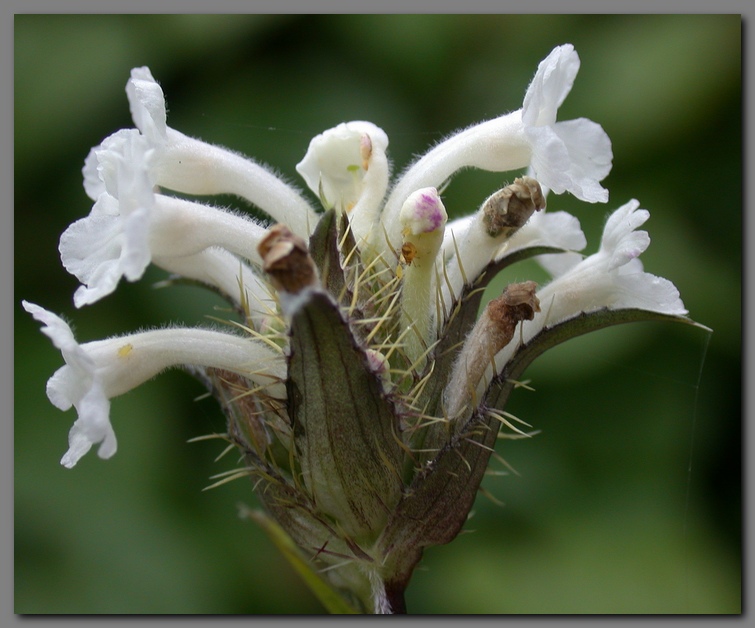 Scottish Rock Garden Club - >Feature Article