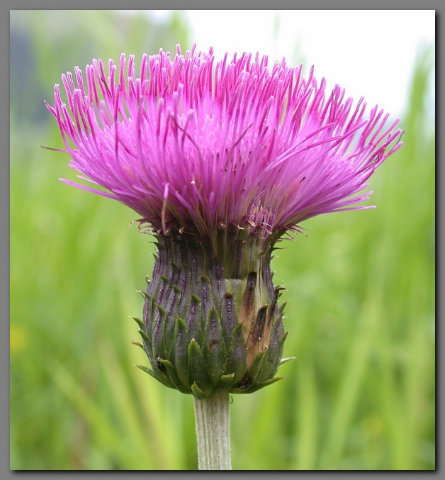 Scottish Rock Garden Club - >Feature Article