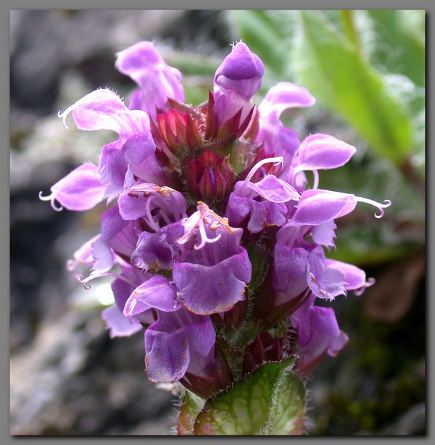 Scottish Rock Garden Club - >Feature Article