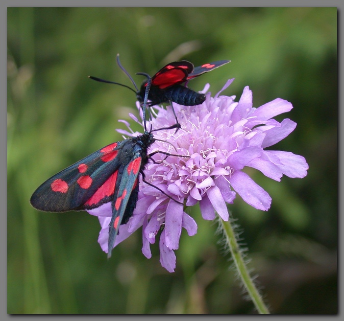 Scottish Rock Garden Club - >Feature Article