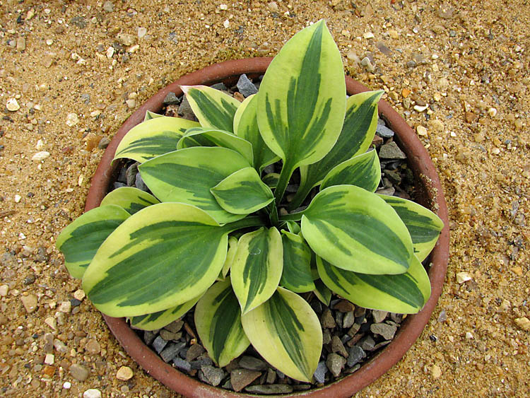 Scottish Rock Garden Club - >Wisley Alpine Log