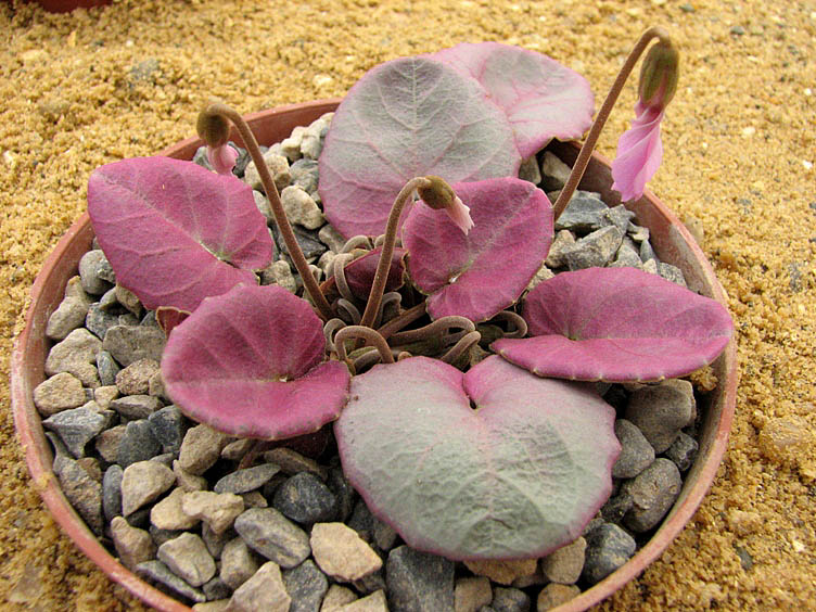 Scottish Rock Garden Club - >Wisley Alpine Log