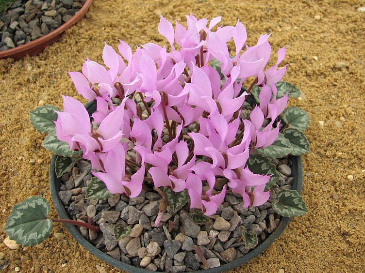 Cyclamen mirabile - Alchetron, The Free Social Encyclopedia