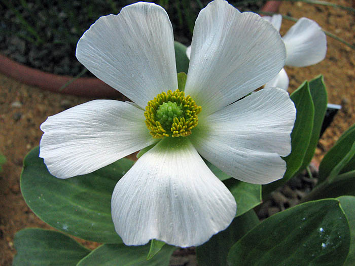 Scottish Rock Garden Club - >Wisley Alpine Log