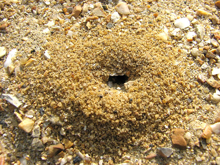 Scottish Rock Garden Club - >Wisley Alpine Log