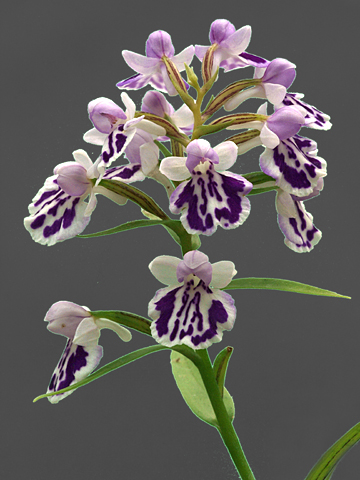 Scottish Rock Garden Club - >Wisley Alpine Log