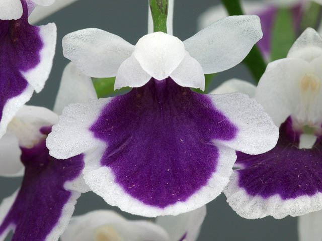 Scottish Rock Garden Club - >Wisley Alpine Log