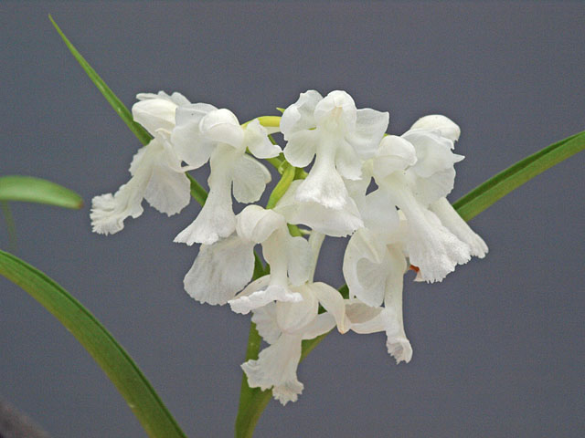 Scottish Rock Garden Club - >Wisley Alpine Log