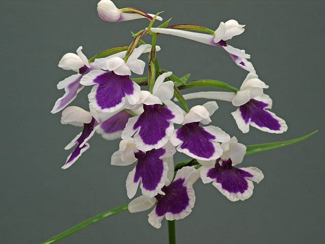 Scottish Rock Garden Club - >Wisley Alpine Log