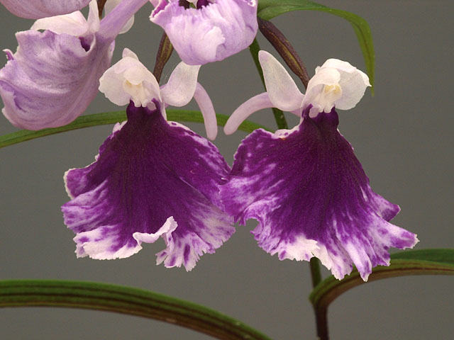 Scottish Rock Garden Club - >Wisley Alpine Log