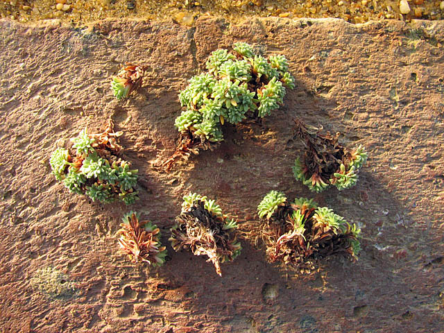 Scottish Rock Garden Club - >Wisley Alpine Log