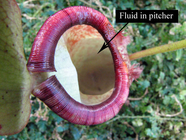 Scottish Rock Garden Club - >Wisley Alpine Log