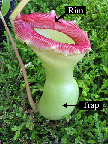 Scottish Rock Garden Club - >Wisley Alpine Log