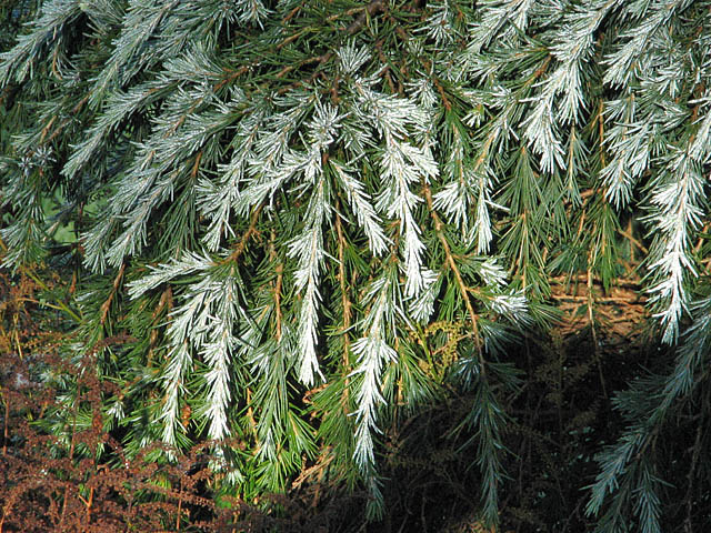 Scottish Rock Garden Club - >Wisley Alpine Log