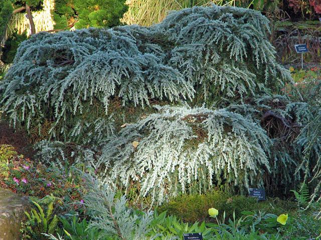Scottish Rock Garden Club - >Wisley Alpine Log