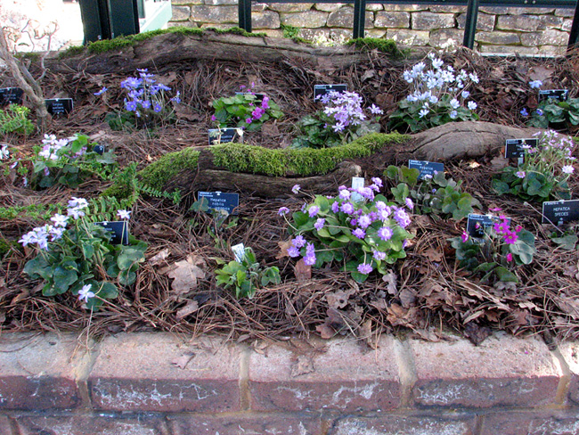 Scottish Rock Garden Club - >Wisley Alpine Log