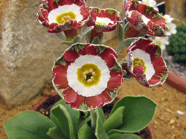 Scottish Rock Garden Club - >Wisley Alpine Log