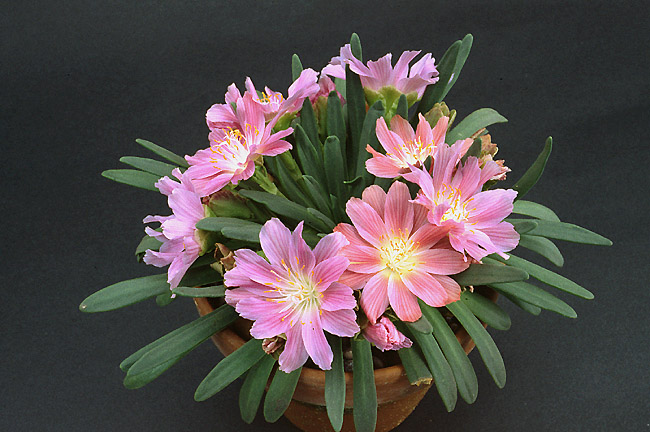 lewisia - JungleKey.fr Image #100