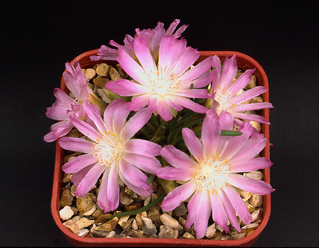 Scottish Rock Garden Club - >Wisley Alpine Log