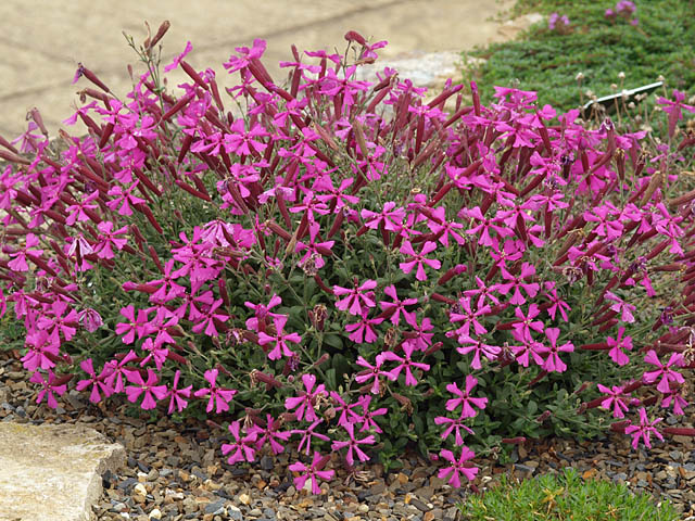 Scottish Rock Garden Club - >Wisley Alpine Log
